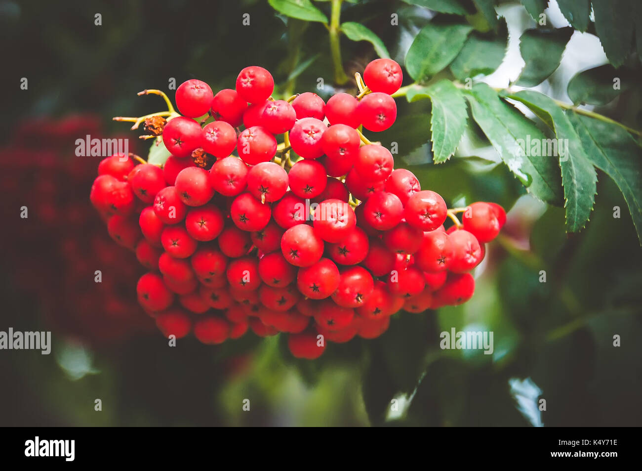 Rowan_tree hi-res stock photography and images - Alamy