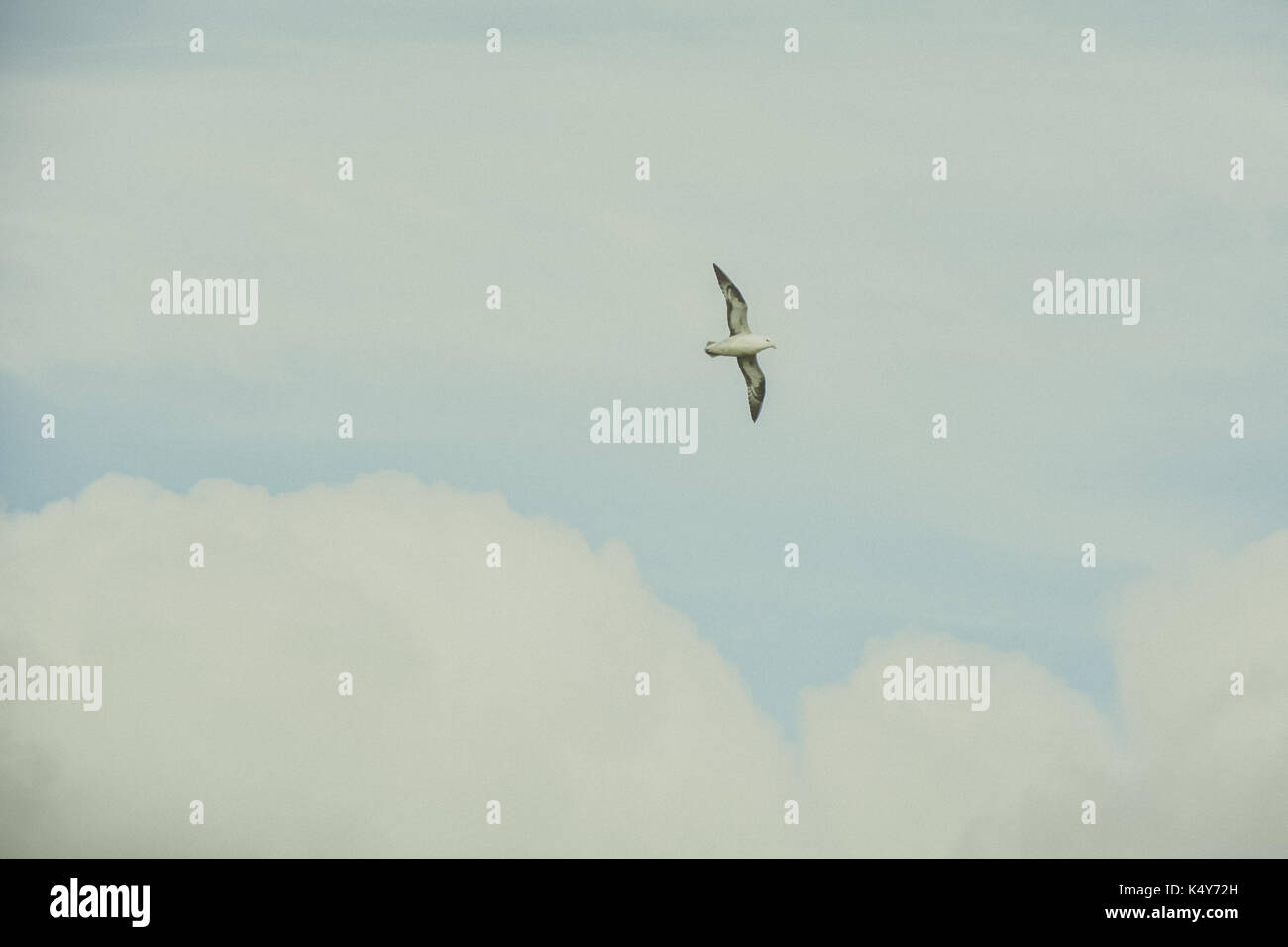 Iceland ecology hi-res stock photography and images - Alamy