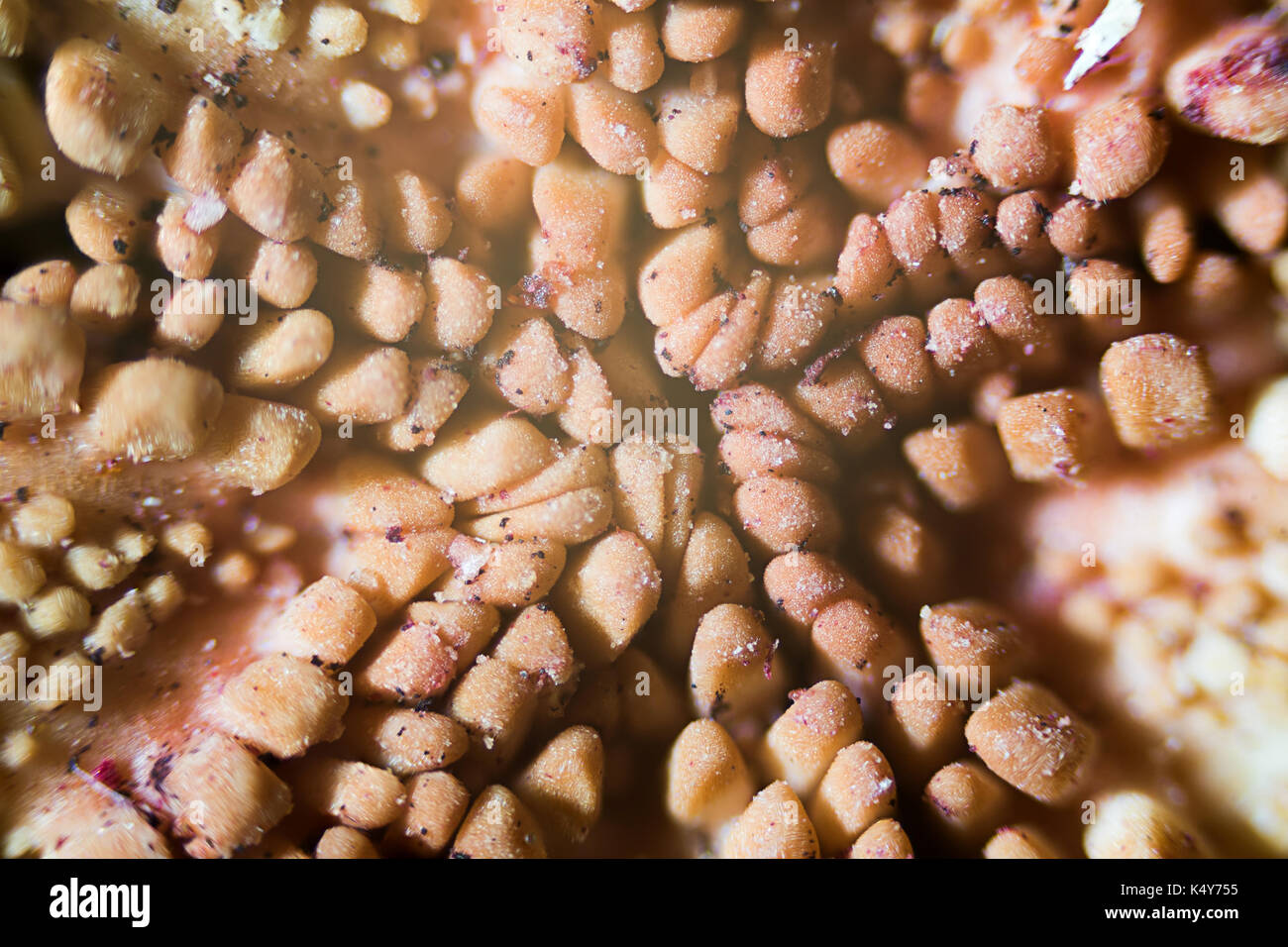 Red starfish under the microscope Stock Photo - Alamy