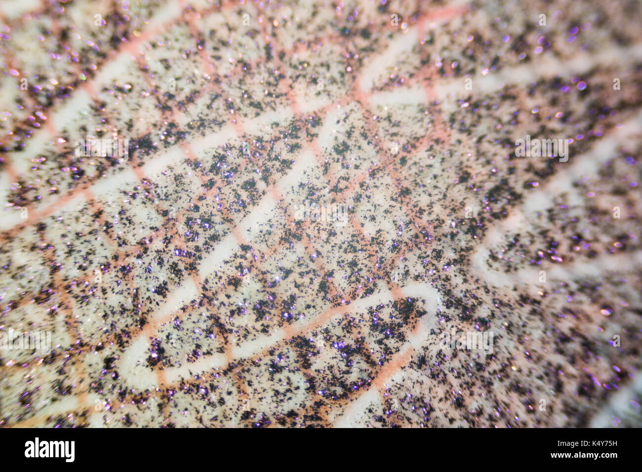 Paper under microscope hi-res stock photography and images - Alamy