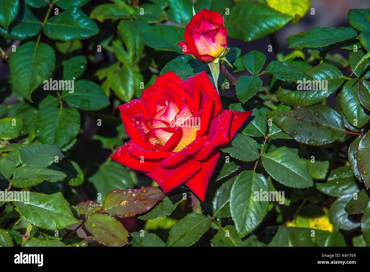 Red rose as a natural. Shrub roses. Red bush rose in garden. Red roses ...