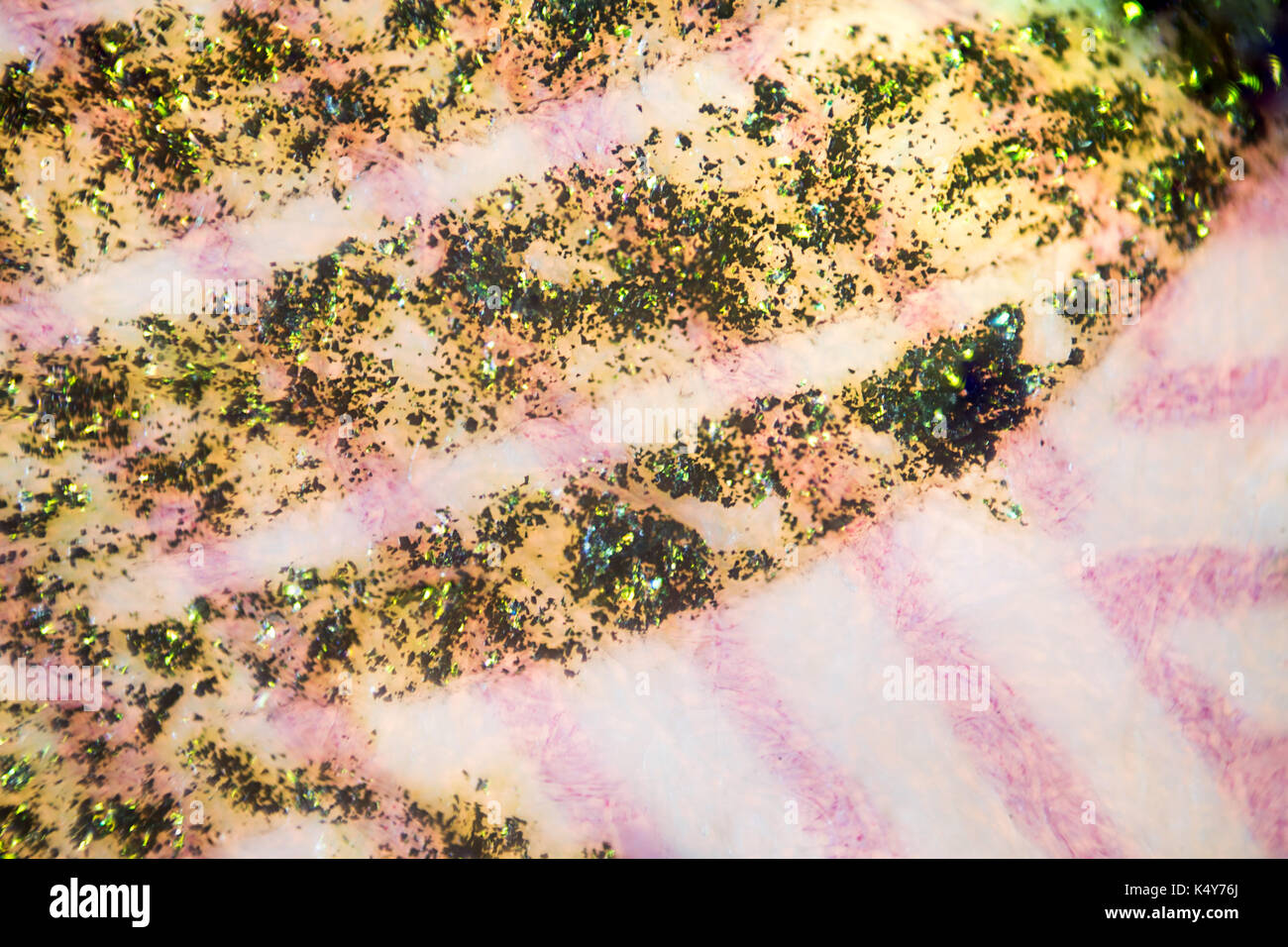 Paper under microscope hi-res stock photography and images - Alamy