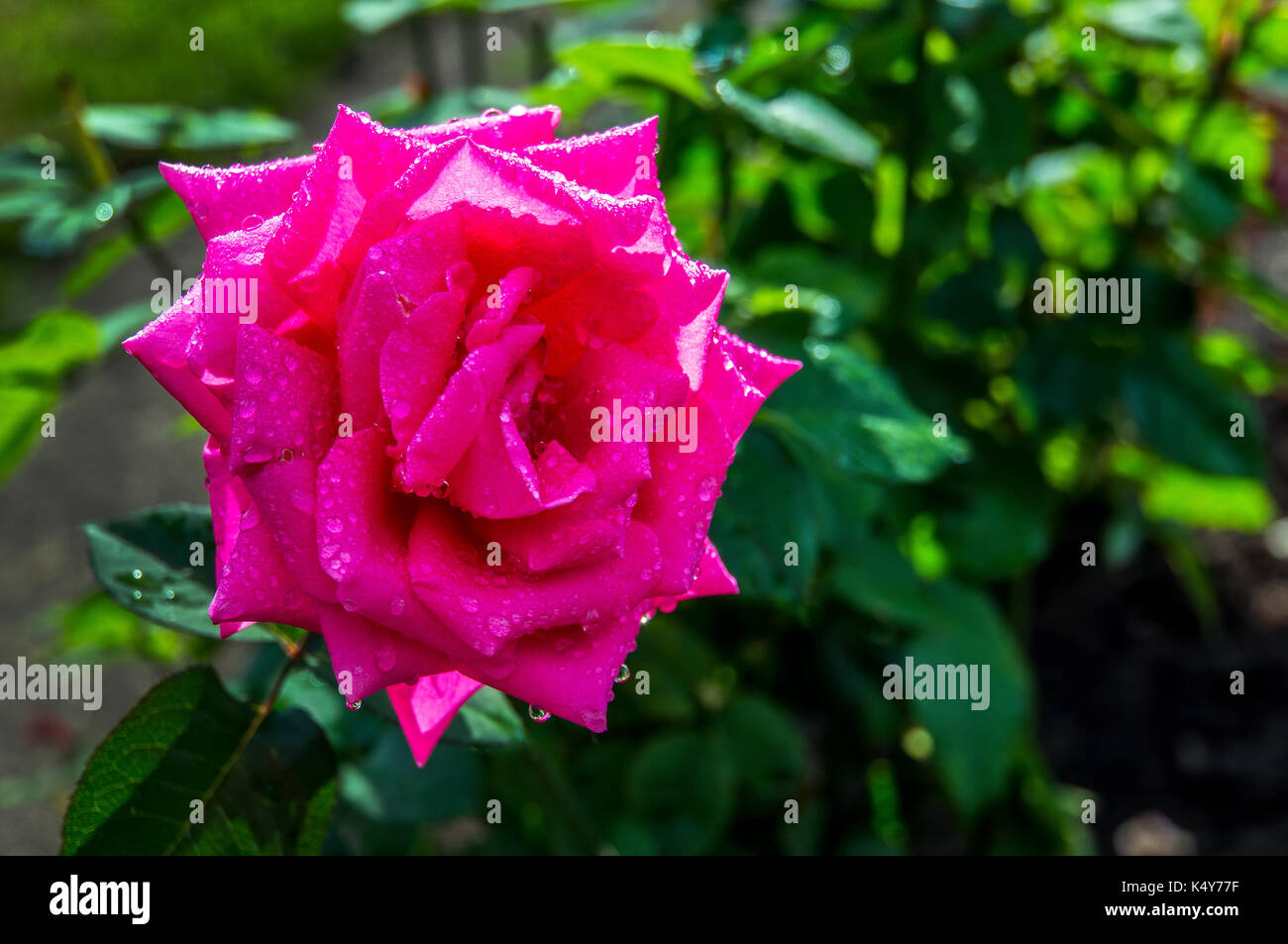 Rosariumuetersen hi-res stock photography and images - Alamy