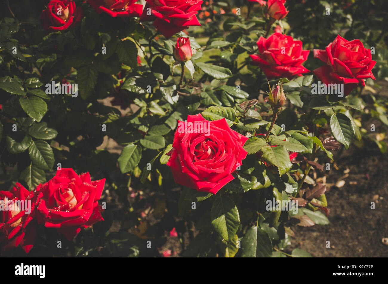 Shrub rose. Shrub roses. Red bush rose in garden. Red roses bush ...