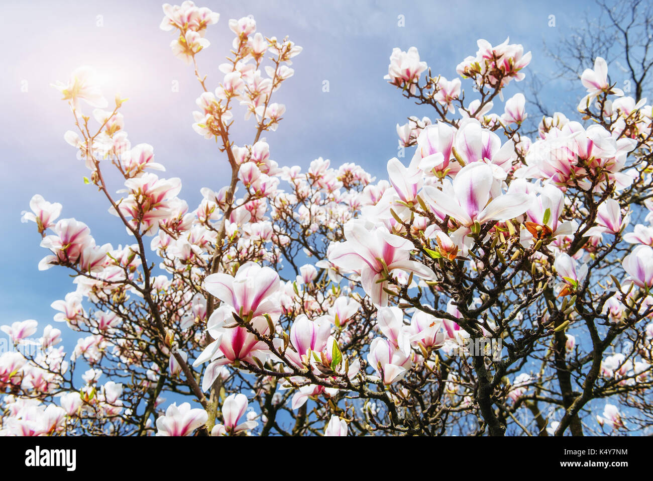 Beautiful pink spring flowers magnolia Stock Photo - Alamy Beautiful pink spring flowers magnolia Stock Photo - Alamy