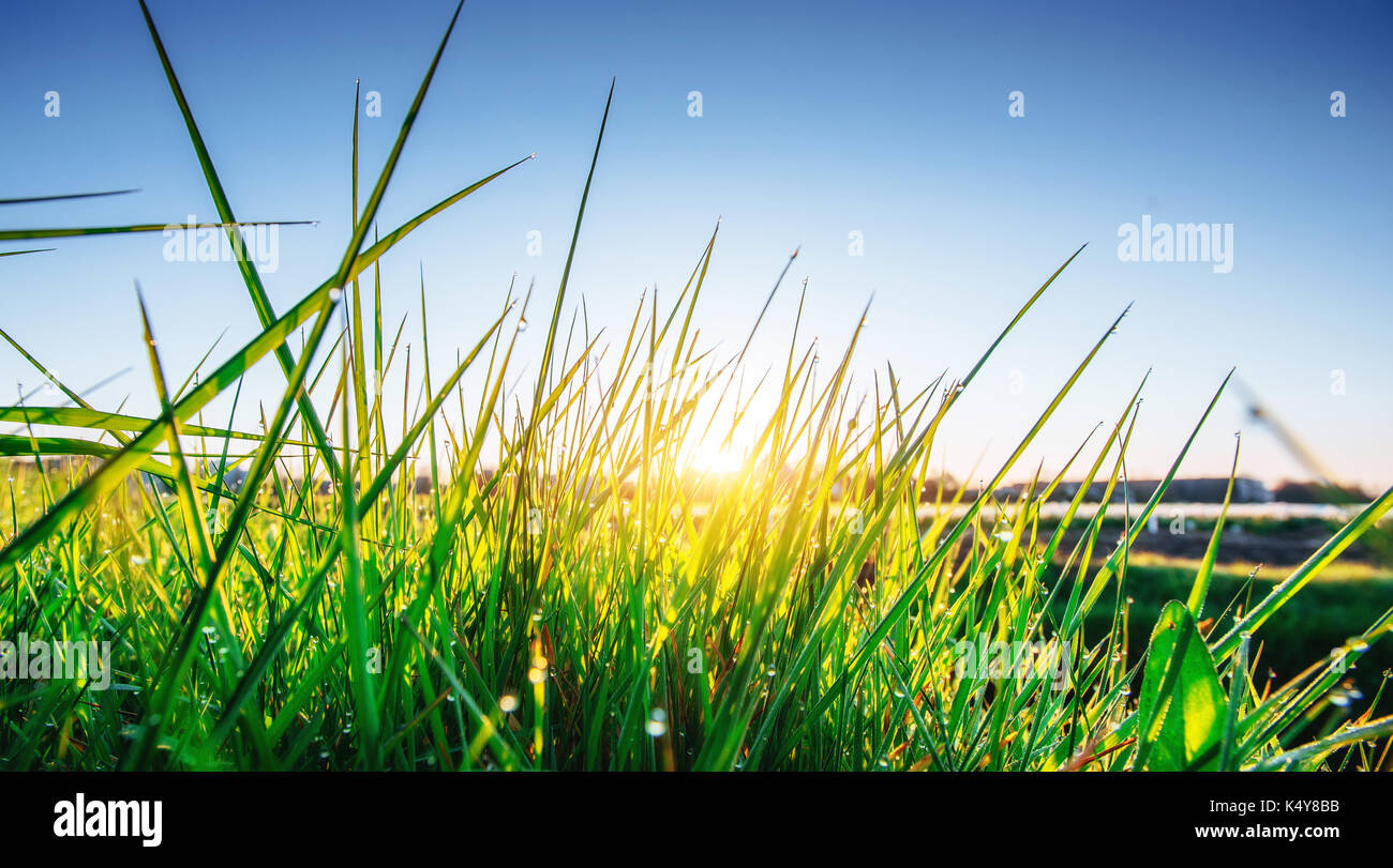 Grass. Fresh spring green grass Stock Photo - Alamy