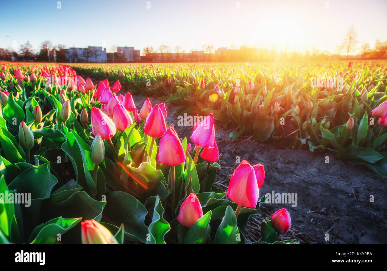 Pink tulips in the sunlight against the sky Stock Photo - Alamy