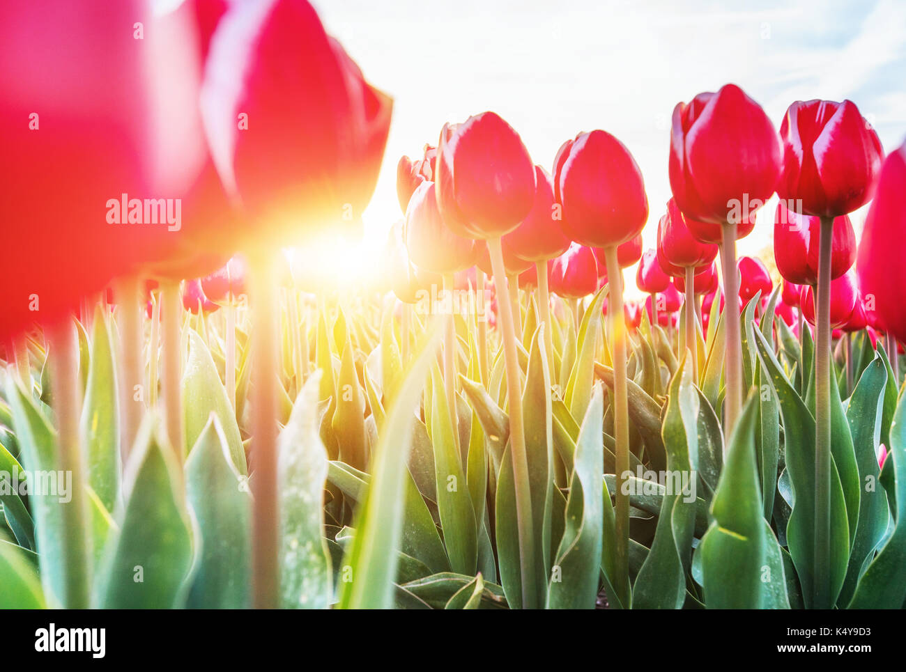 Pink tulips in the sunlight against the sky Stock Photo - Alamy