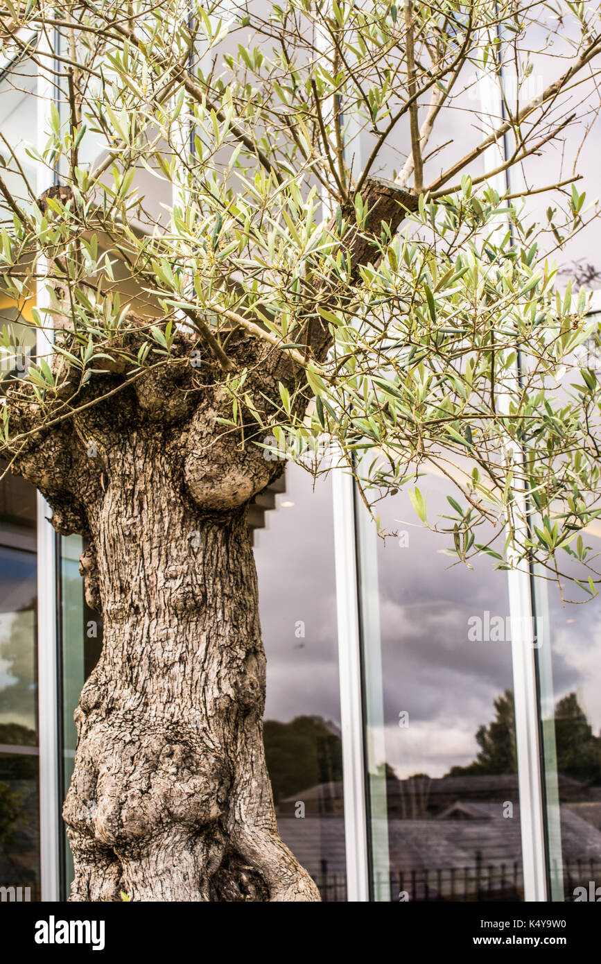Tree growing out of window hi-res stock photography and images - Alamy