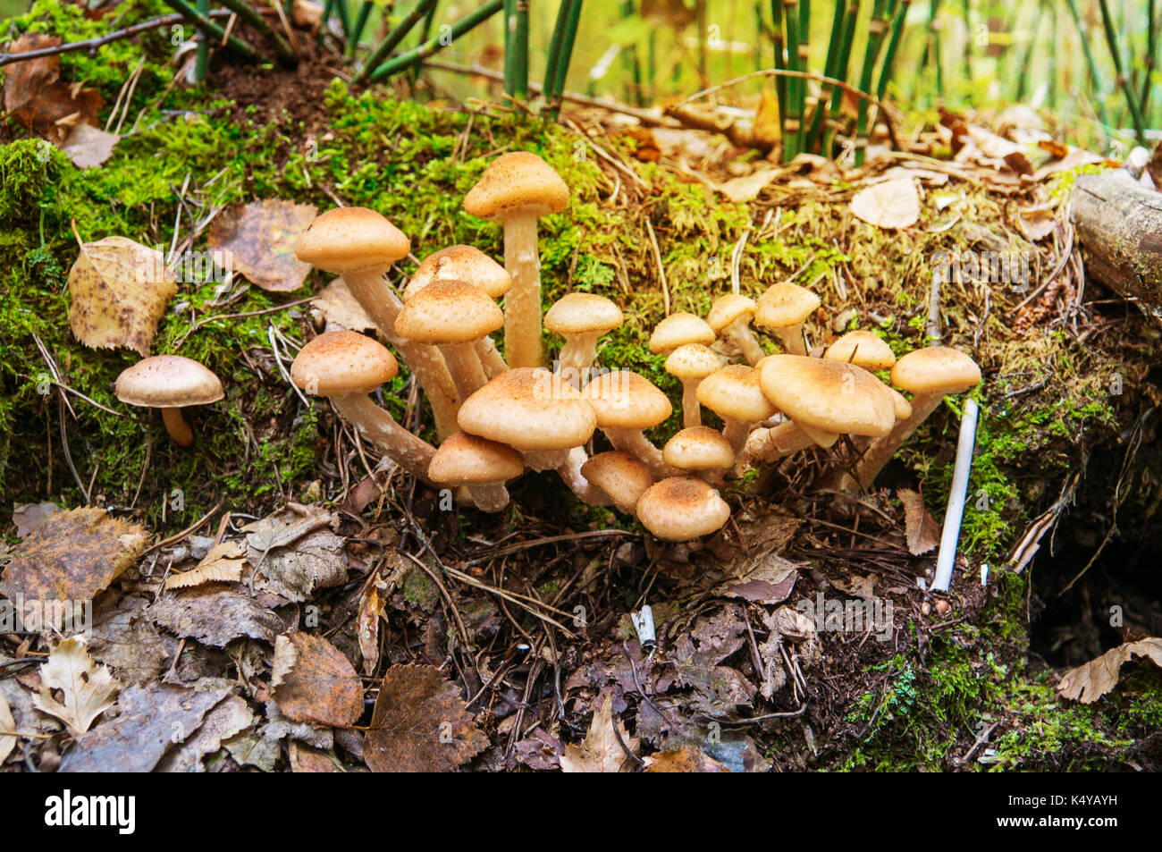 Small beautiful mushrooms of Honey fungus Armillaria mellea growing on ...