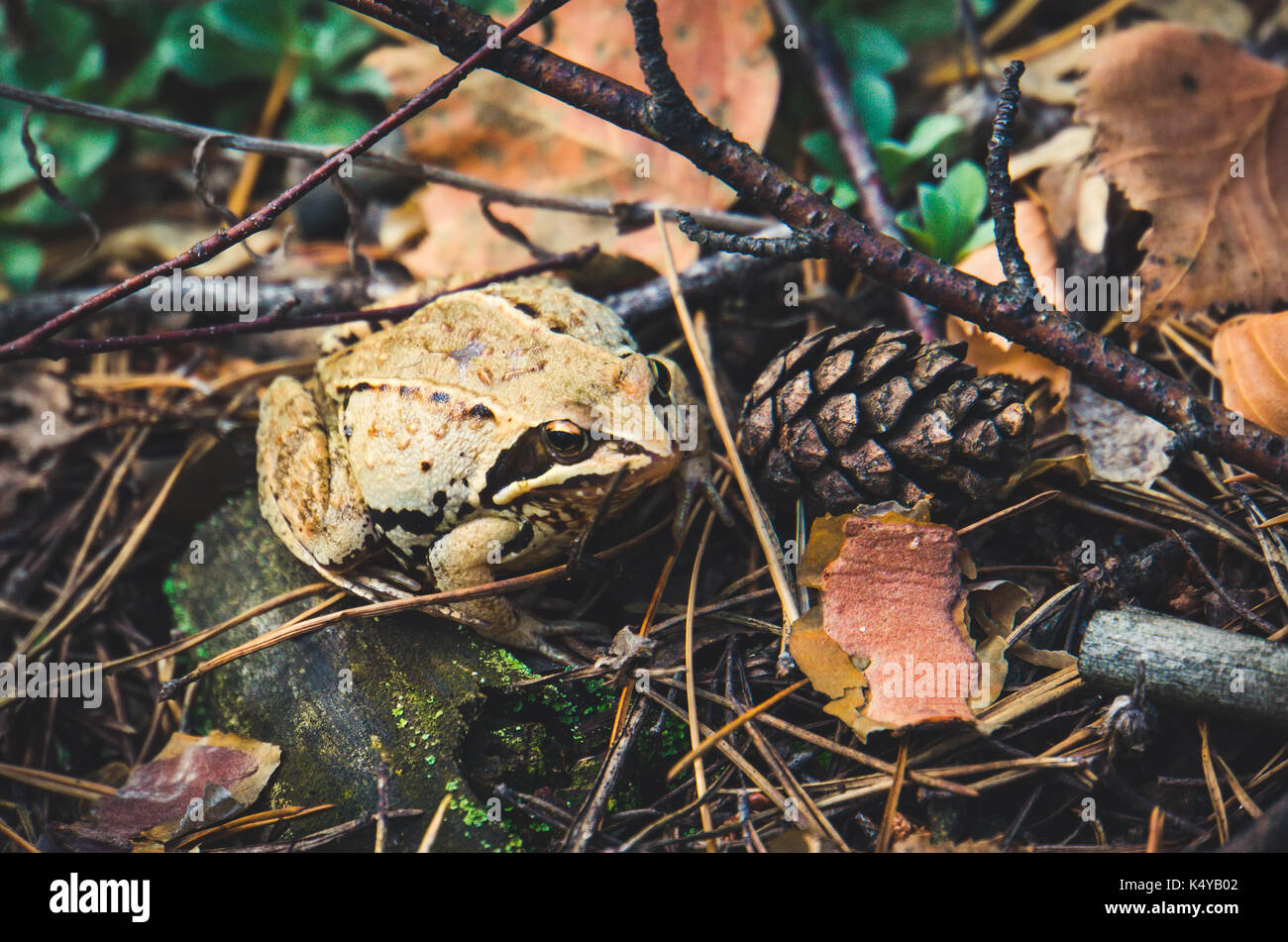 A grey frog sitting in the yellow autumn foliage in the forest. Closeup ...