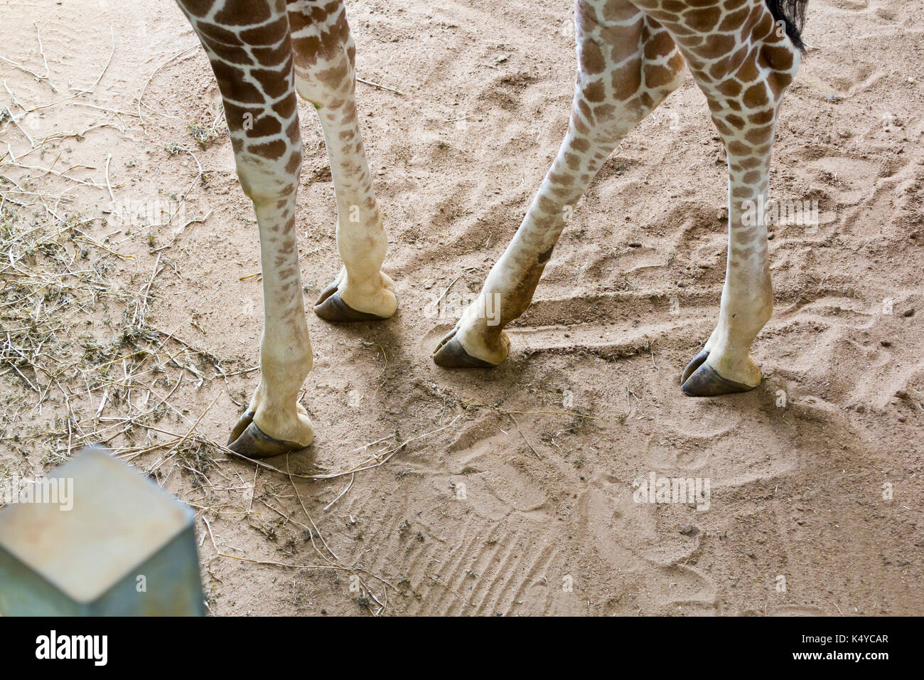 Giraffe feet hi-res stock photography and images - Alamy