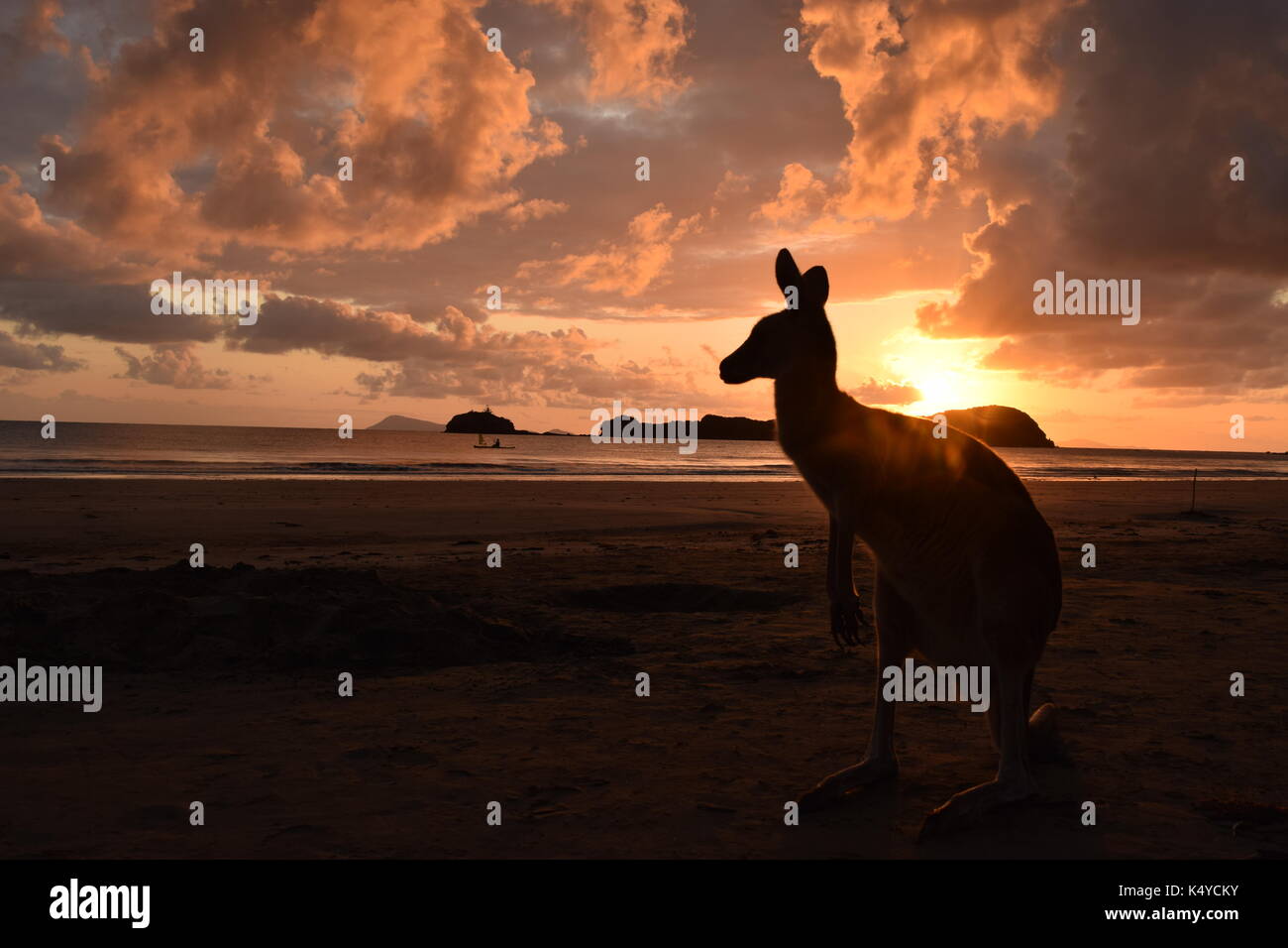 Kangaroo shadow hi-res stock photography and images - Alamy