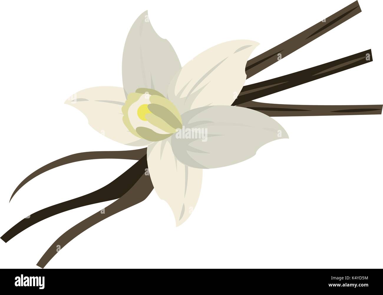 Vanilla beans plant Stock Vector Images - Alamy