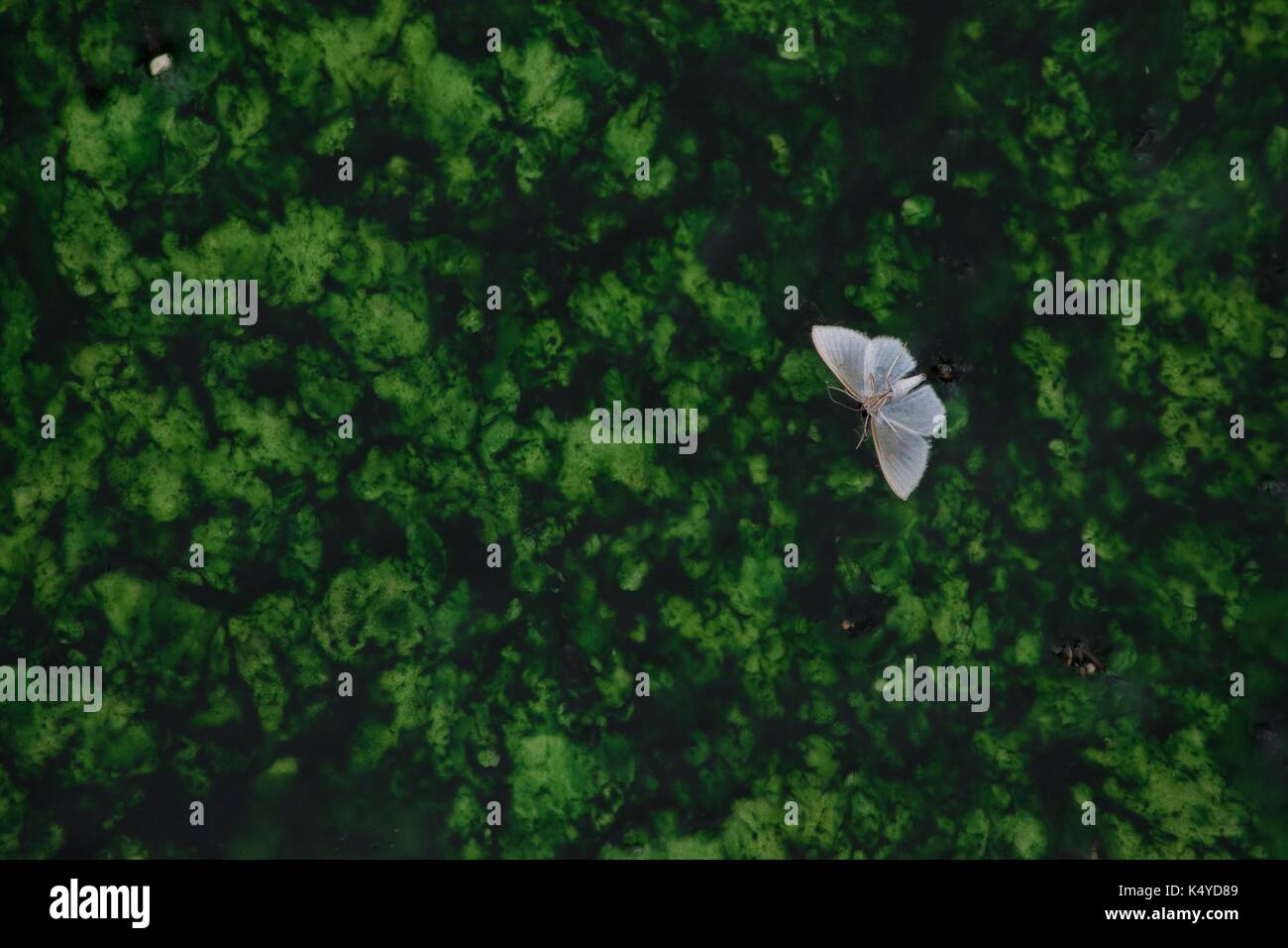 Butterfly of death hi-res stock photography and images - Alamy