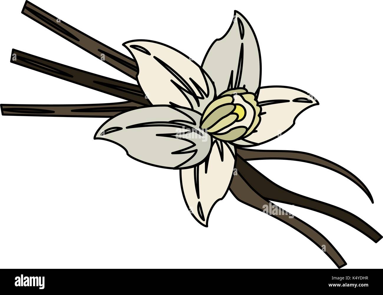 Vanilla beans plant Stock Vector Images - Alamy