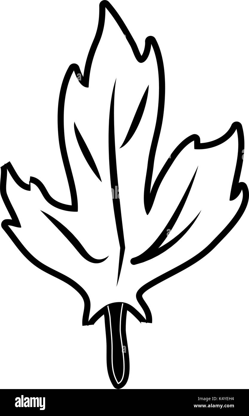 Plant branch leaves sprout Black and White Stock Photos & Images - Alamy