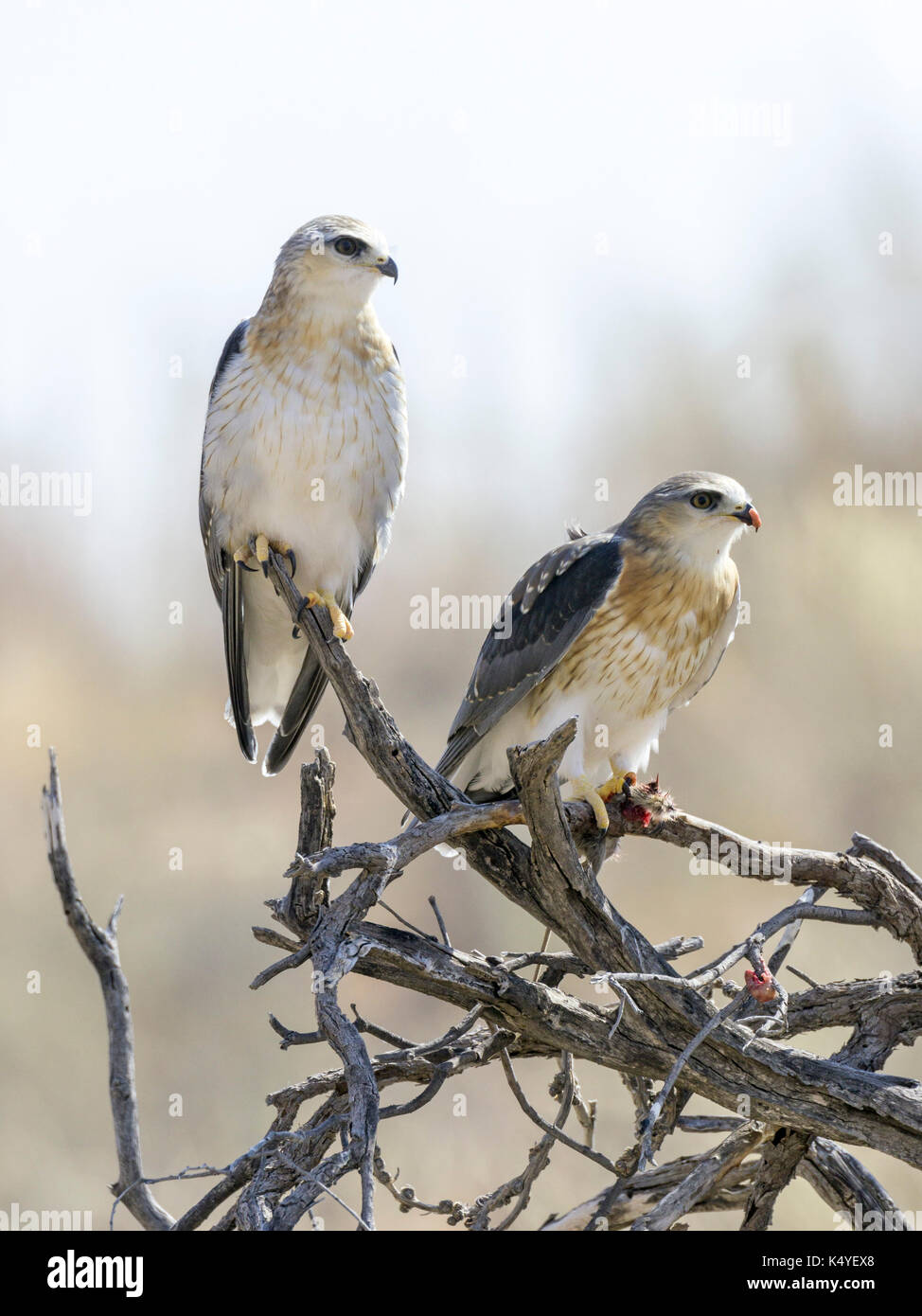 Kalahari mouse hi-res stock photography and images - Alamy