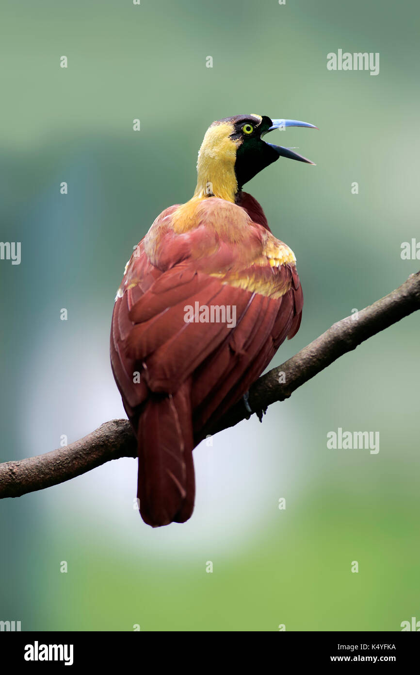 Lesser Bird of paradise (Paradisaea minor), adult male, sitting on ...