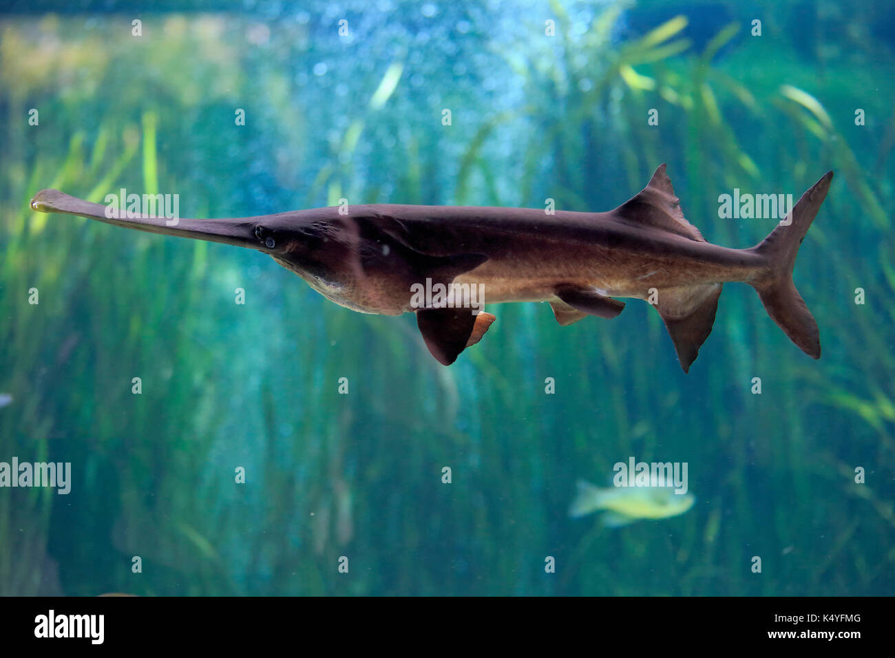 American paddlefish (Polyodon spathula), adult swimming, disturbance ...