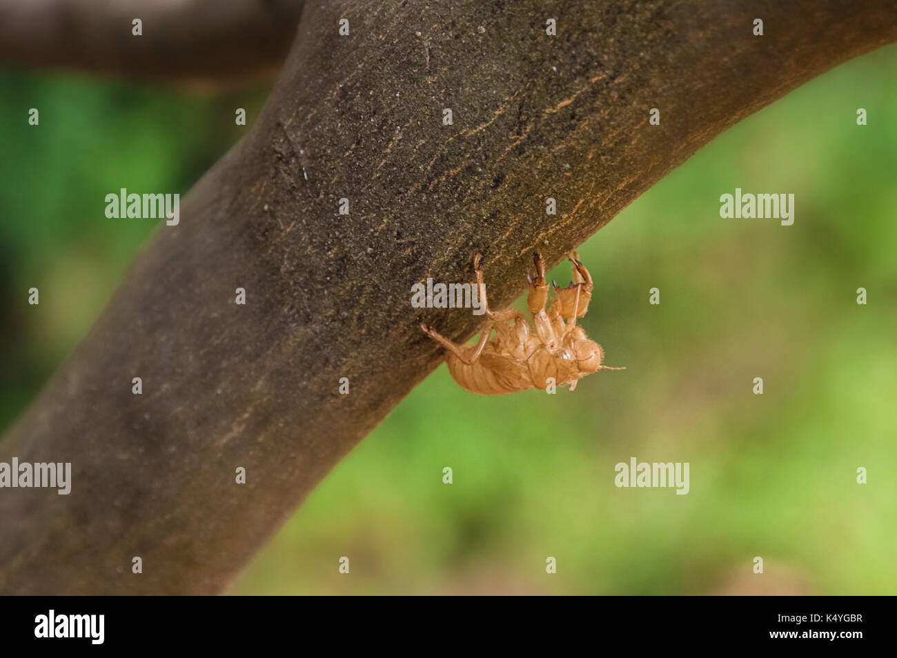 pupa of Cicada Stock Photo - Alamy