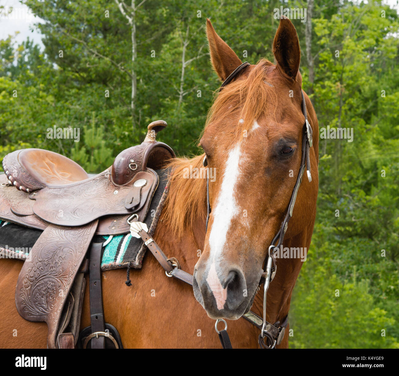 A saddled white horse hi-res stock photography and images - Alamy