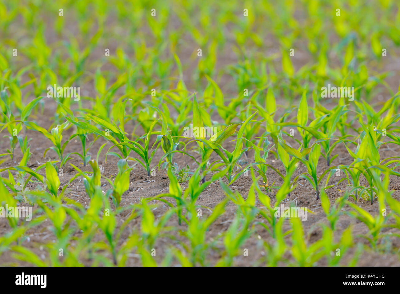 Mais plant hi-res stock photography and images - Alamy