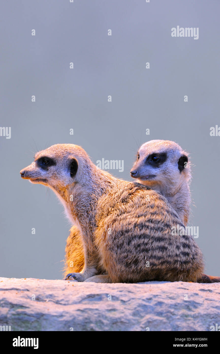 Suricata africa hi-res stock photography and images - Alamy