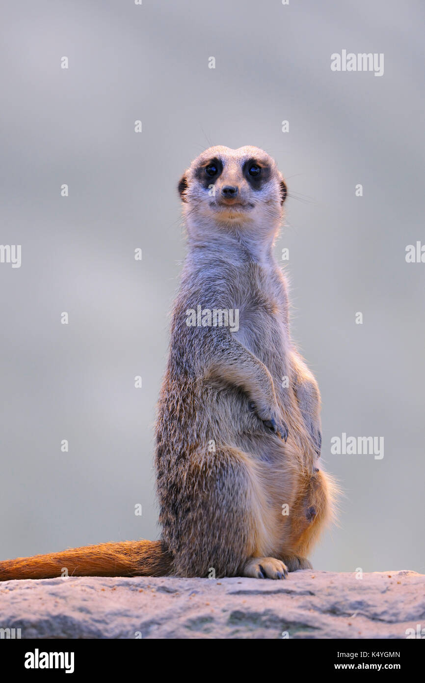 Meerkat (Suricata suricatta), captive, native to Africa Stock Photo - Alamy