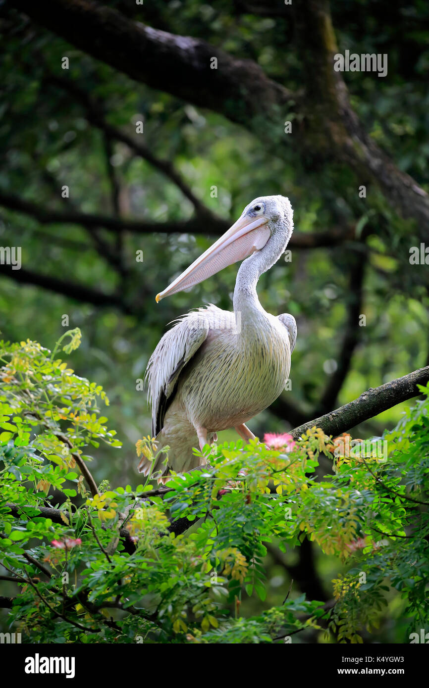 Spot-Billed Pelican (Pelecanus philippensis), adult on tree, Singapore ...