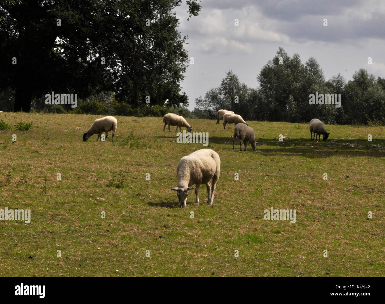 sheep in field Stock Photo - Alamy