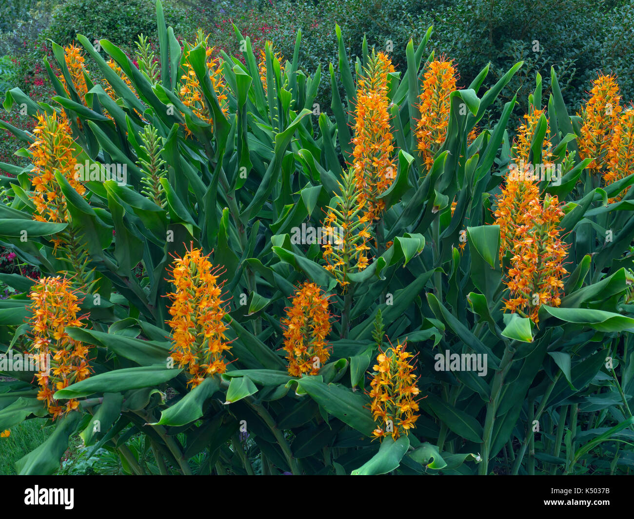 Ginger Lily Hedychium 'Tara' growing in Autumn border Stock Photo - Alamy