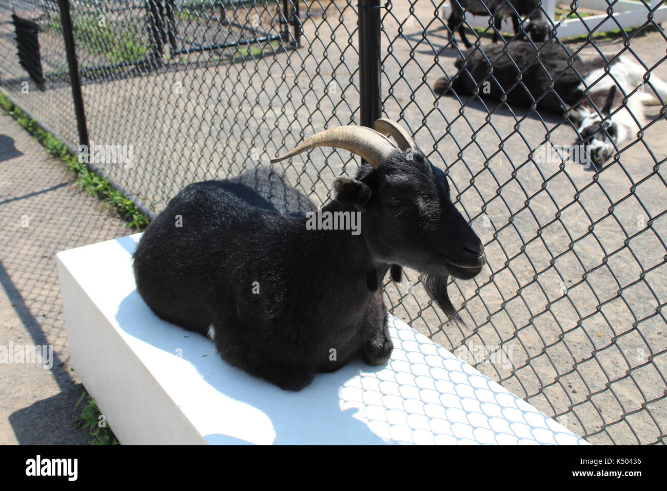 Llama and goat hi-res stock photography and images - Alamy