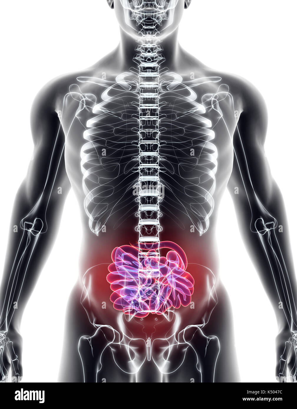 Transparent digestive system hi-res stock photography and images - Alamy