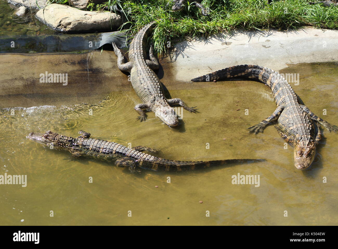 Crocodiles mating hi-res stock photography and images - Alamy