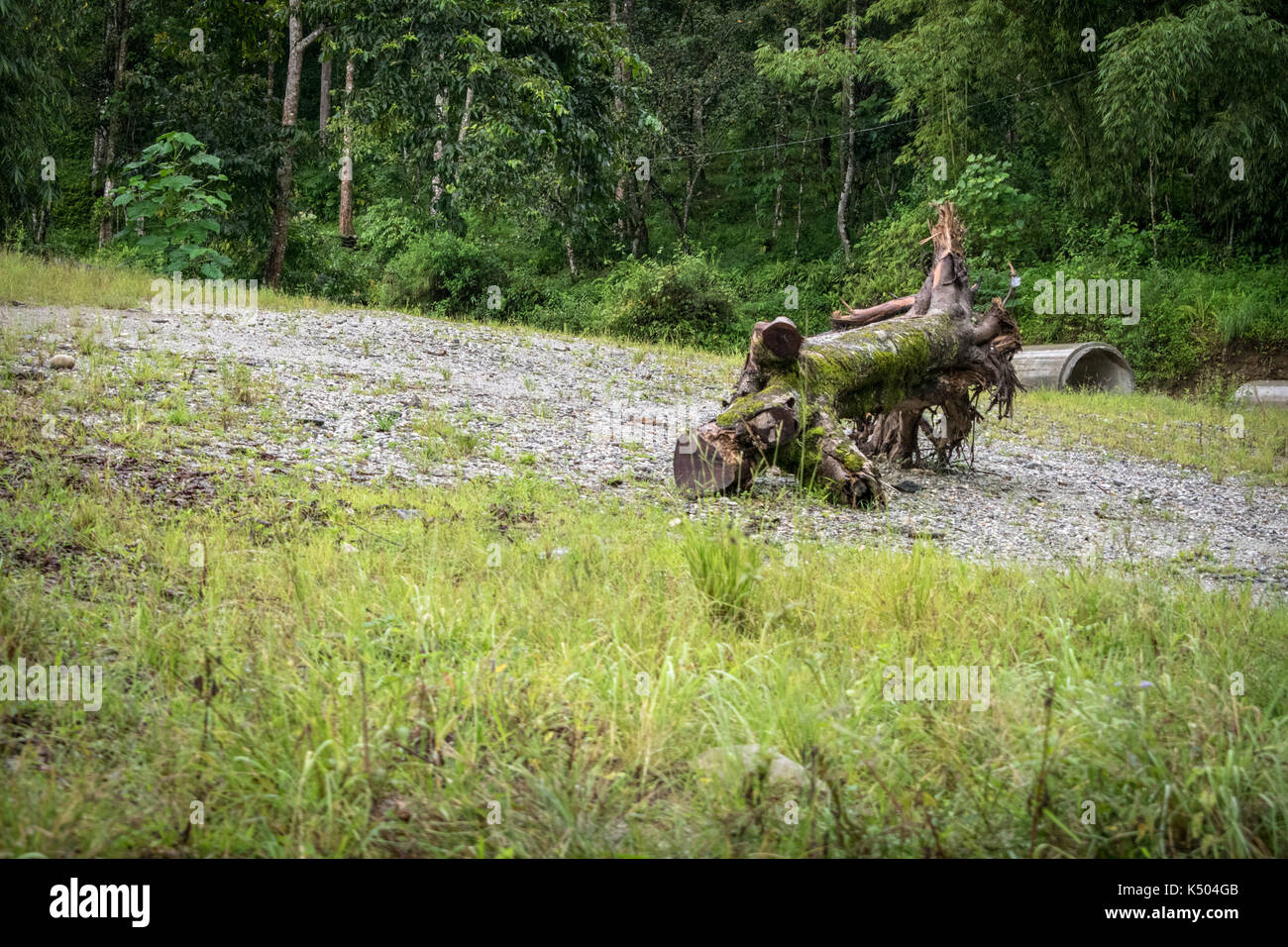 Old wood log Stock Photo - Alamy