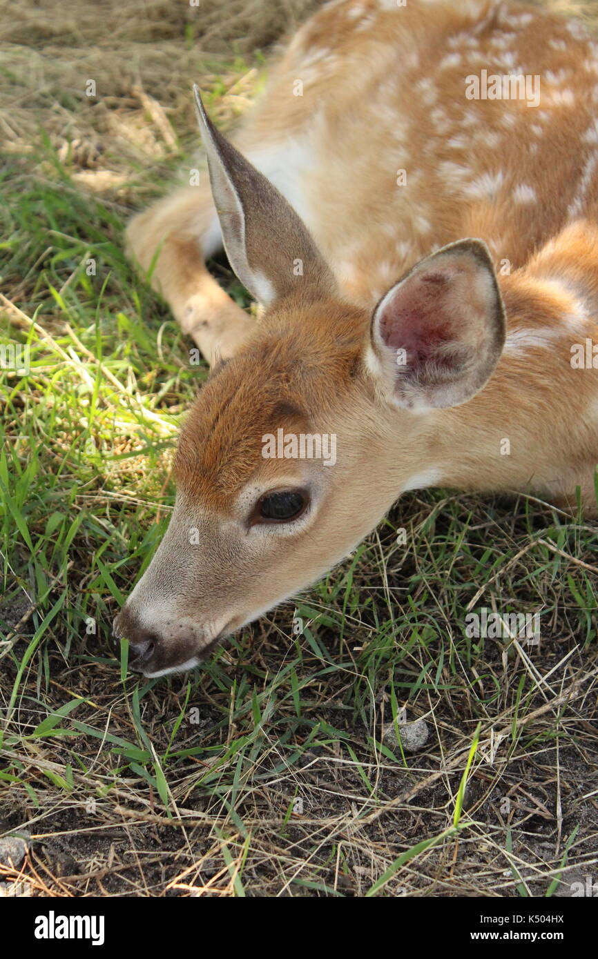 Bamby hi-res stock photography and images - Alamy