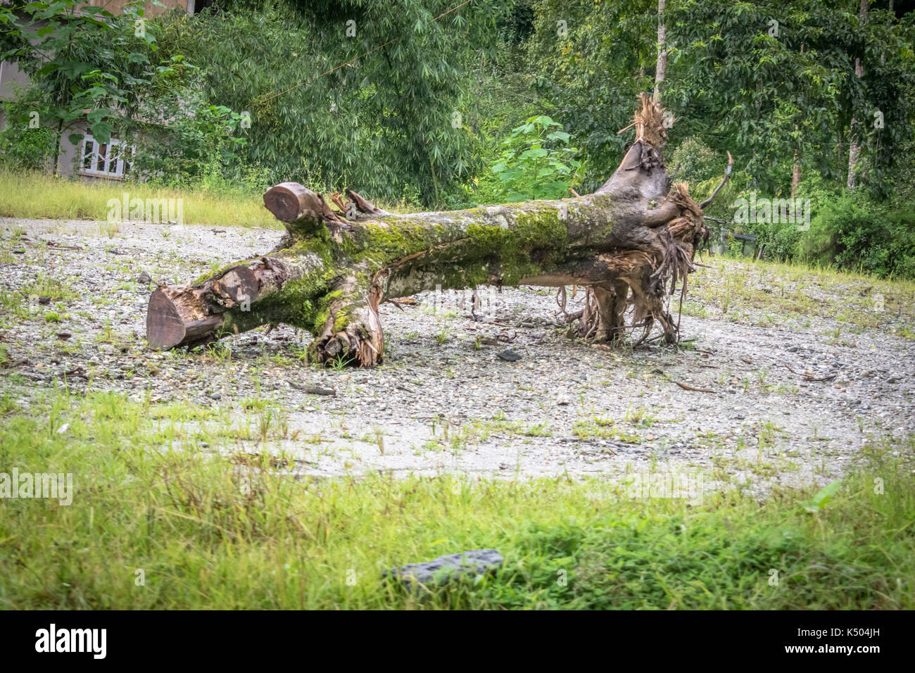 Old wood log Stock Photo - Alamy
