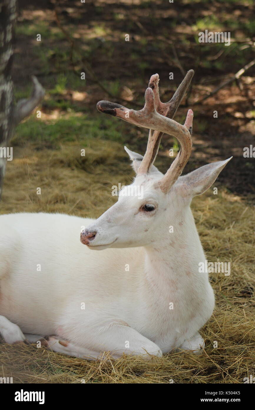 Albino deer hi-res stock photography and images - Alamy