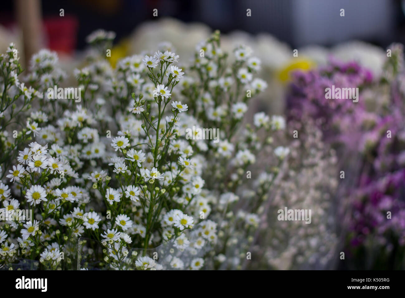Colorful flowers in fragrant garden hi-res stock photography and images ...