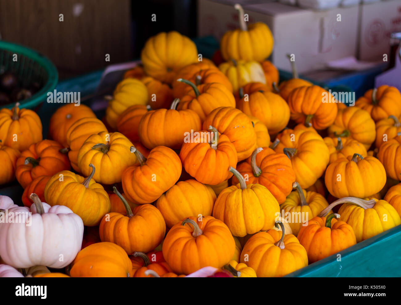Small size pumpkin sell in Chiang Mai market Stock Photo - Alamy