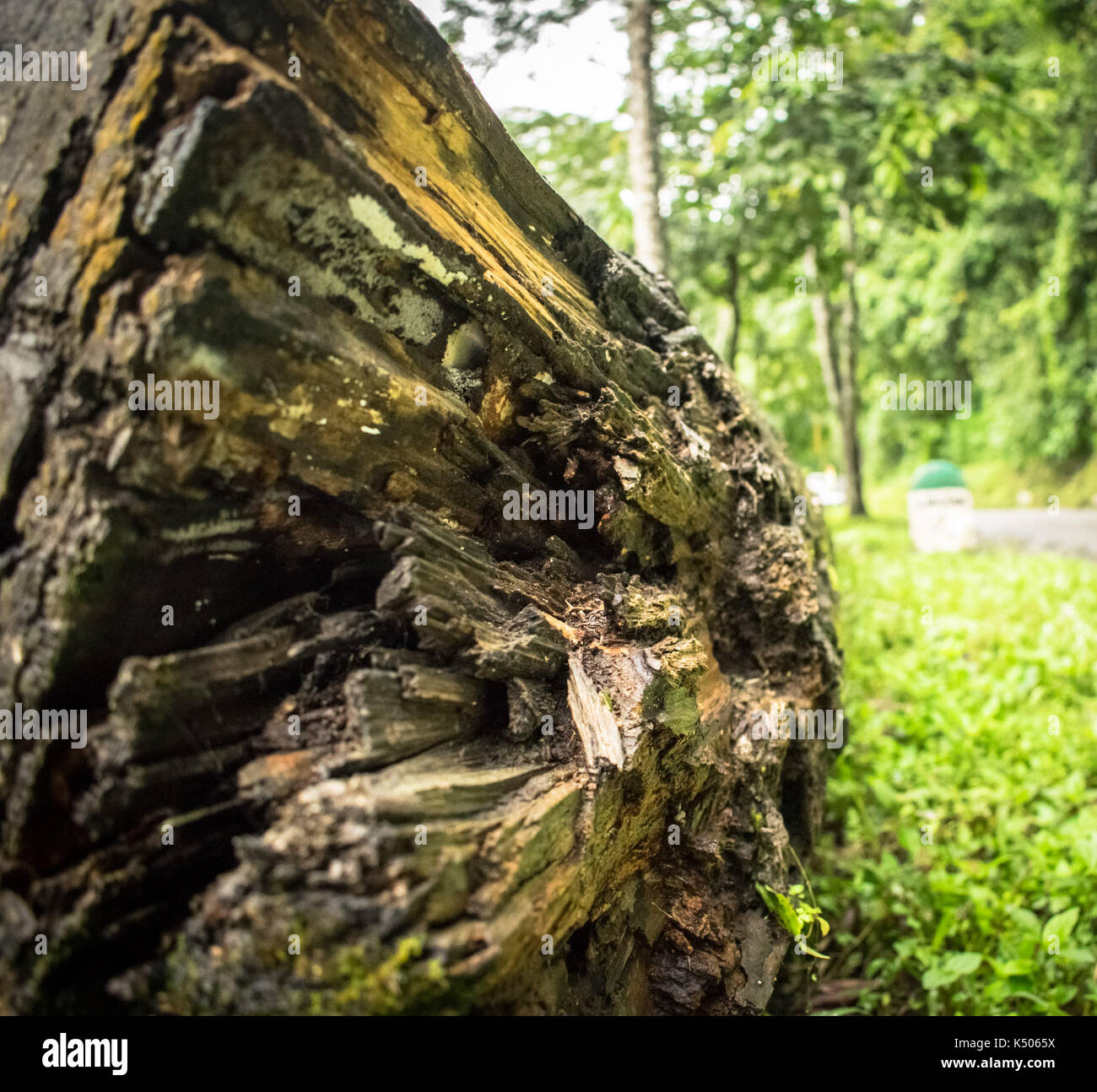 Old wood log Stock Photo - Alamy