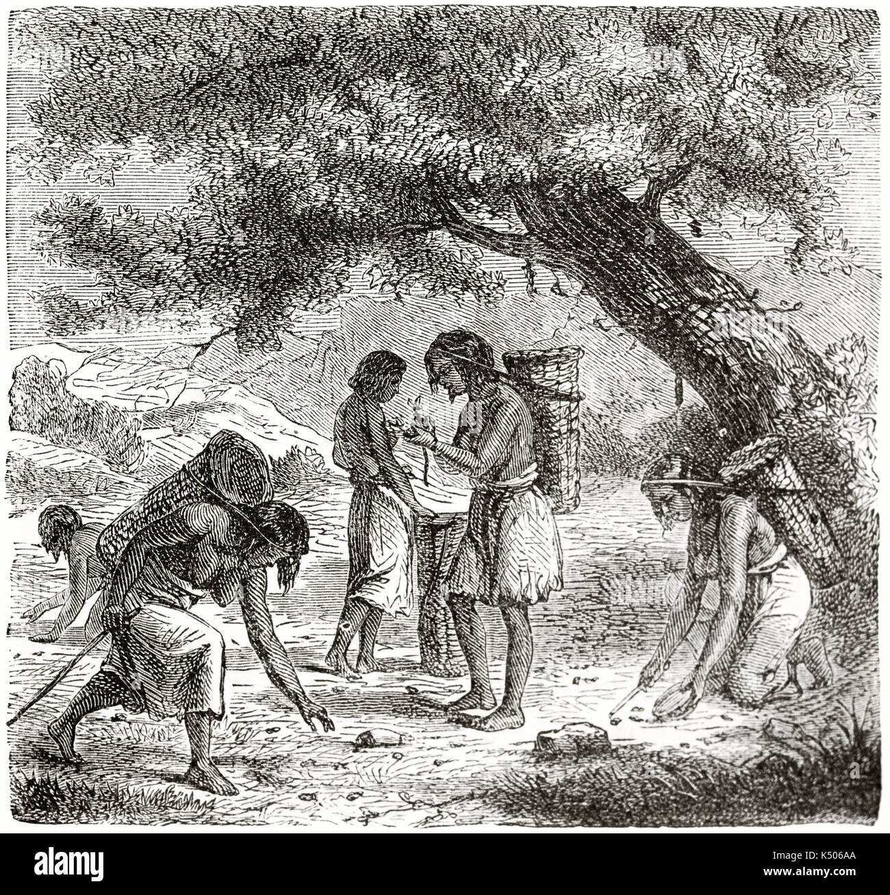 Old illustration of Native Americans semi naked women harvesting acorns ...