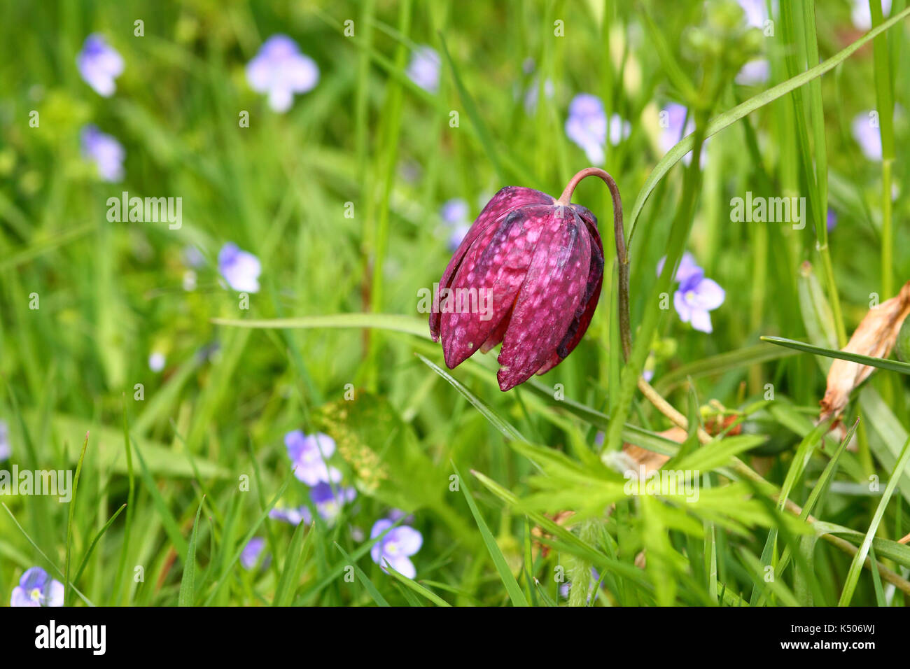 Snakes head fritillary flower Stock Photo - Alamy