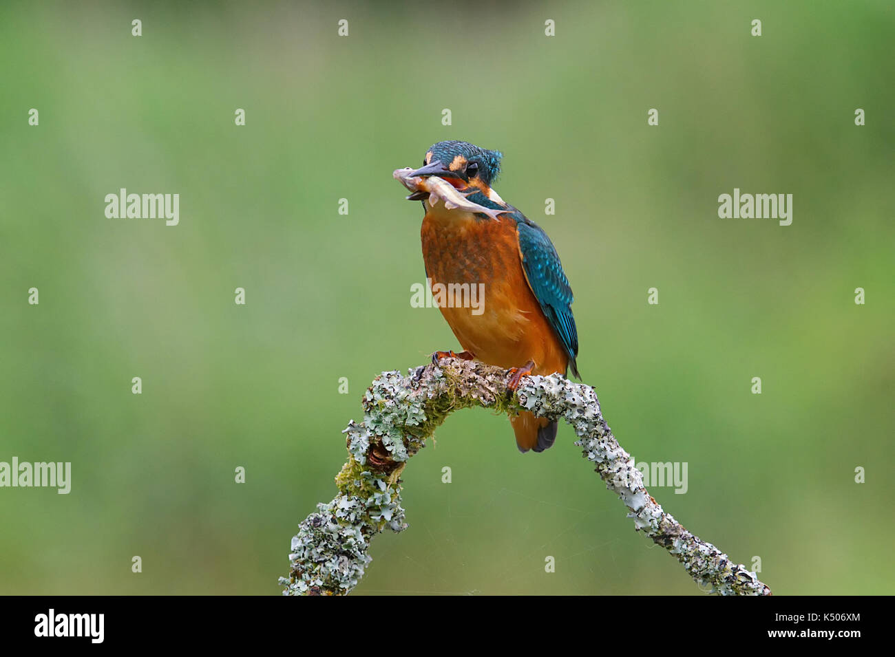 Common kingfisher feet hi-res stock photography and images - Alamy