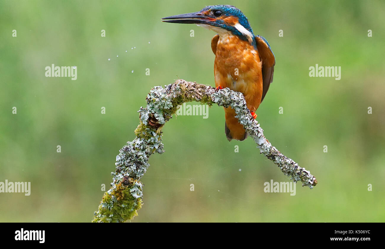 Kingfisher with fish on perch back view hi-res stock photography and ...