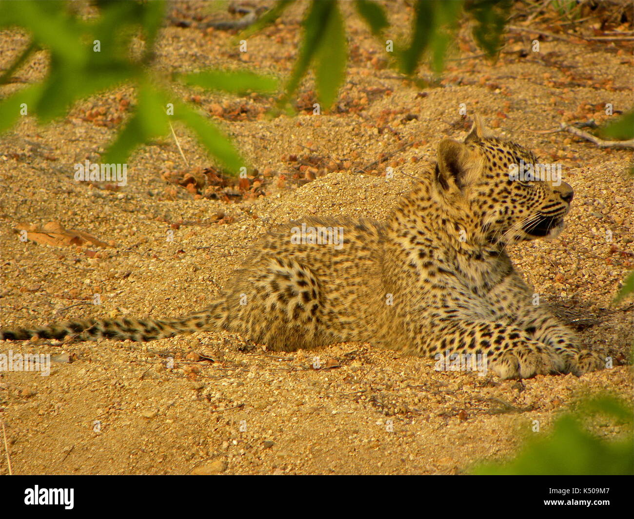 A leopard cub lying in the sand, Londolozi, South Africa Stock Photo ...
