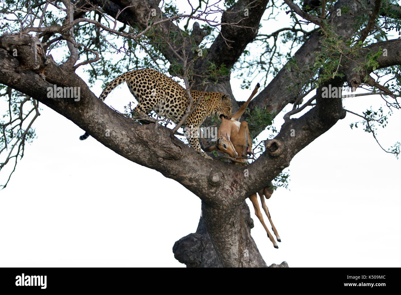 Leopard pulling a dead impala up a tree, Londolozi, South Africa Stock ...