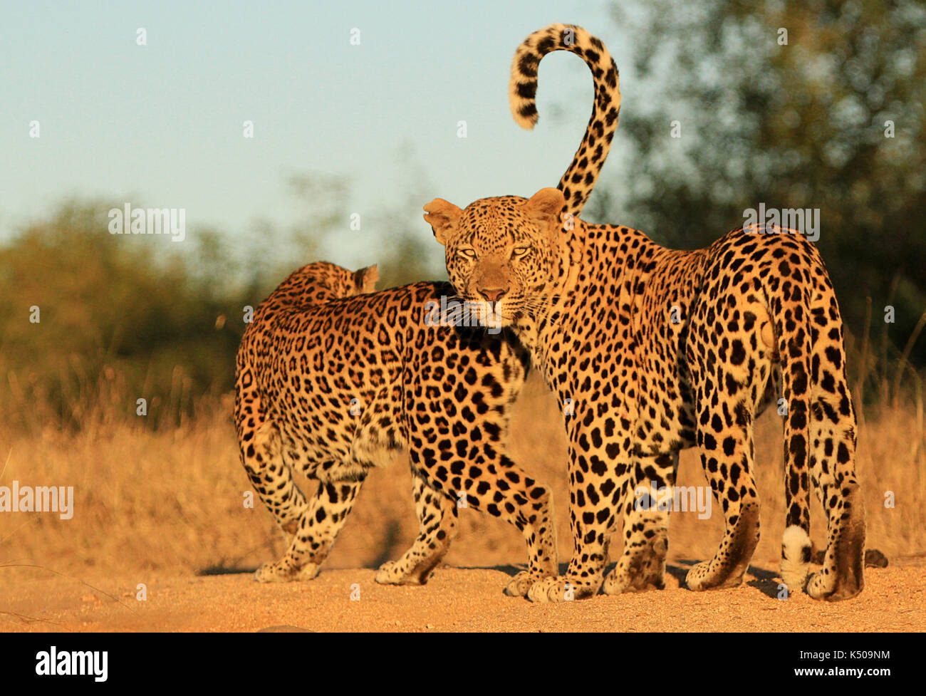Two leopards hi-res stock photography and images - Alamy
