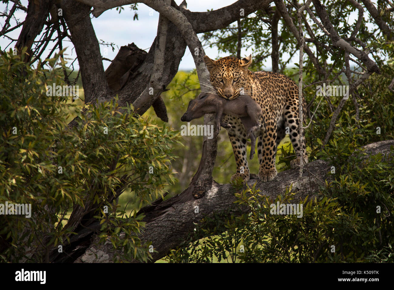 Leopard up in a tree with a baby warthog in its mouth Stock Photo - Alamy